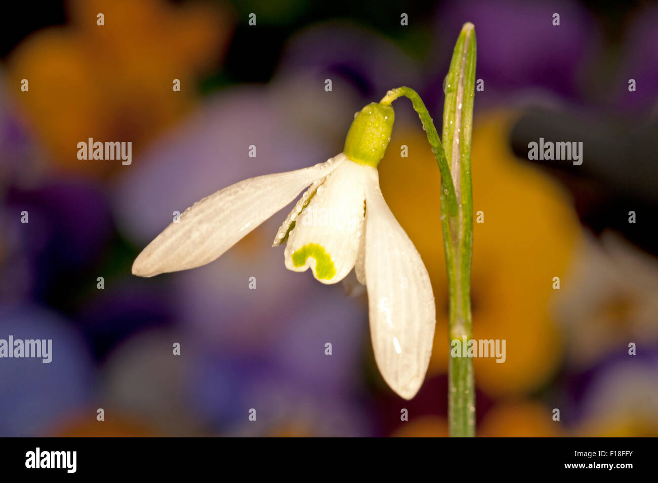 Pansies in snow hi-res stock photography and images - Alamy