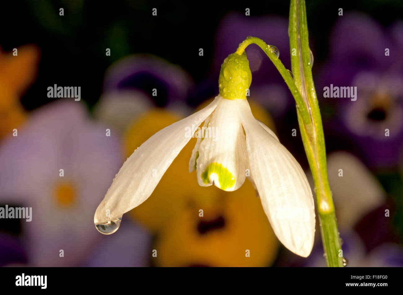 snowdrop with pansies in the background Stock Photo - Alamy