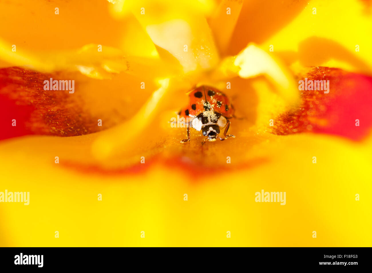 Ladybug in colour hi-res stock photography and images - Alamy