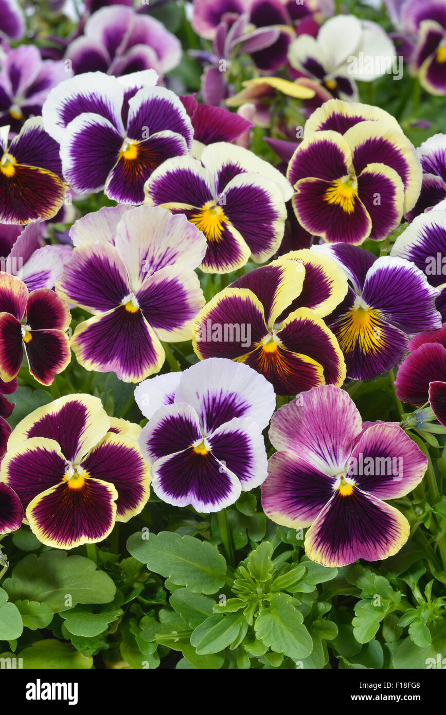 different colors pansies in garden Stock Photo - Alamy