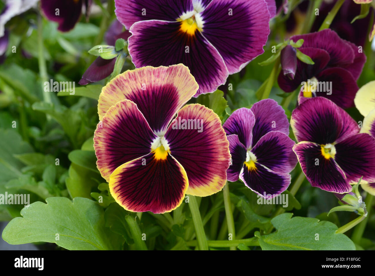 different colors pansies in garden Stock Photo - Alamy