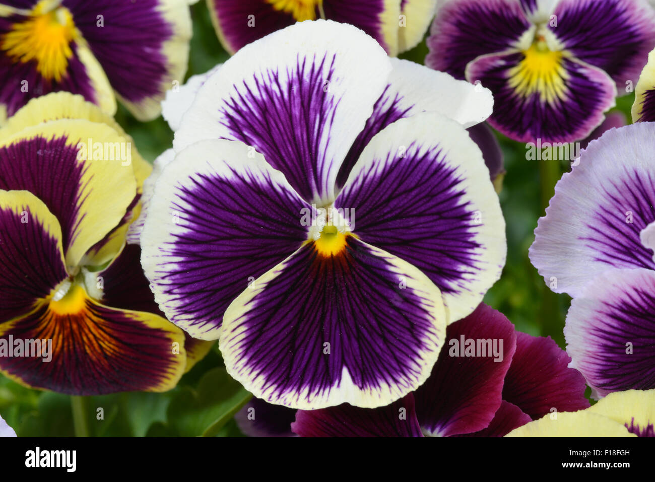 different colors pansies in garden Stock Photo - Alamy