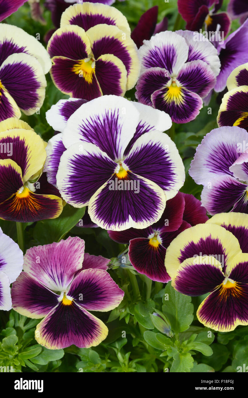 different colors pansies in garden Stock Photo - Alamy