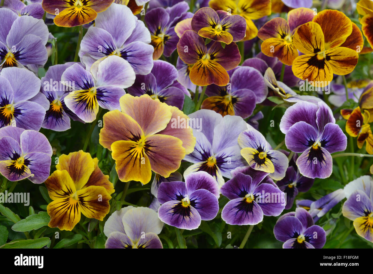 different colors pansies in garden Stock Photo - Alamy