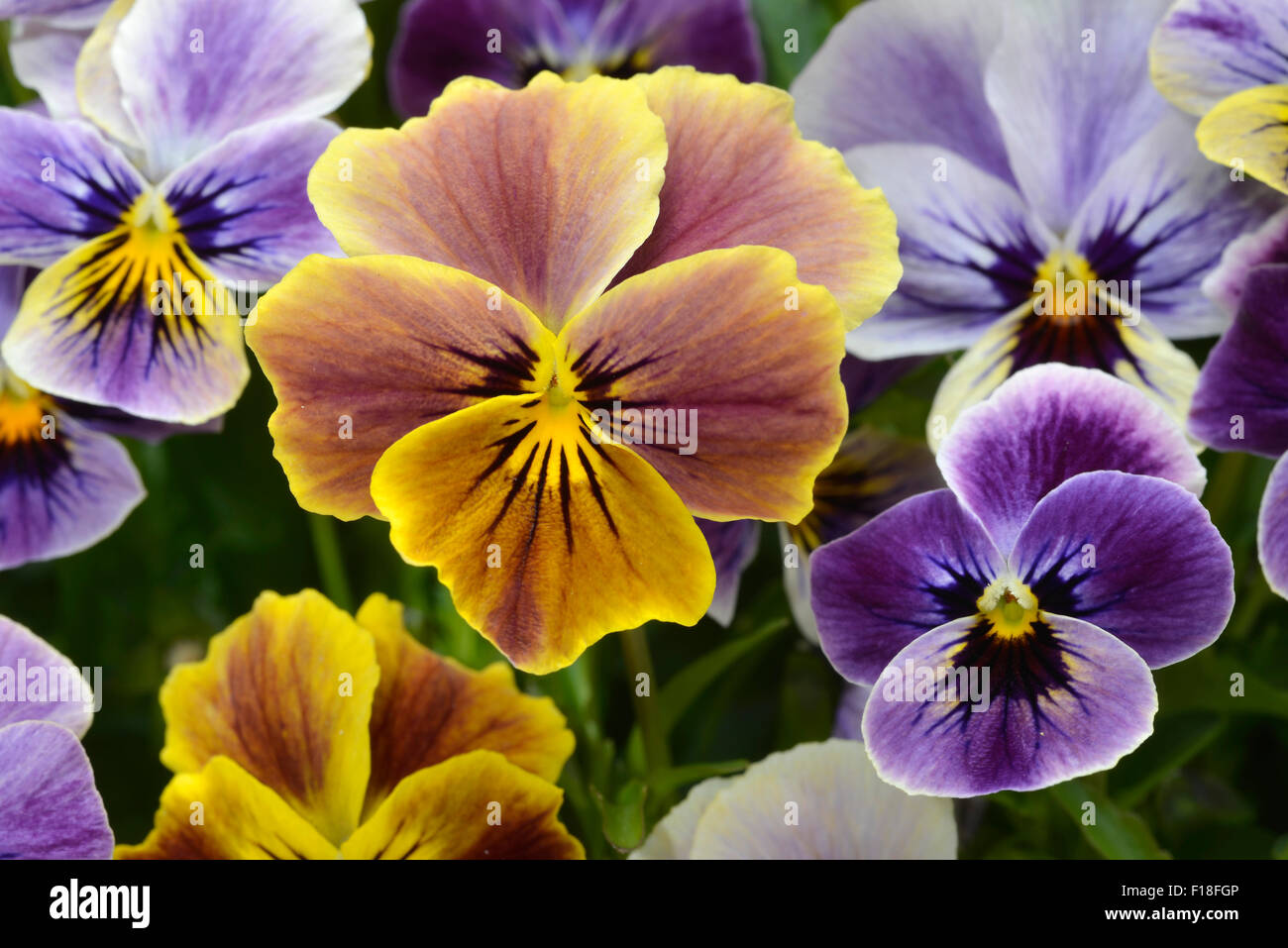 Blue pansie hi-res stock photography and images - Alamy