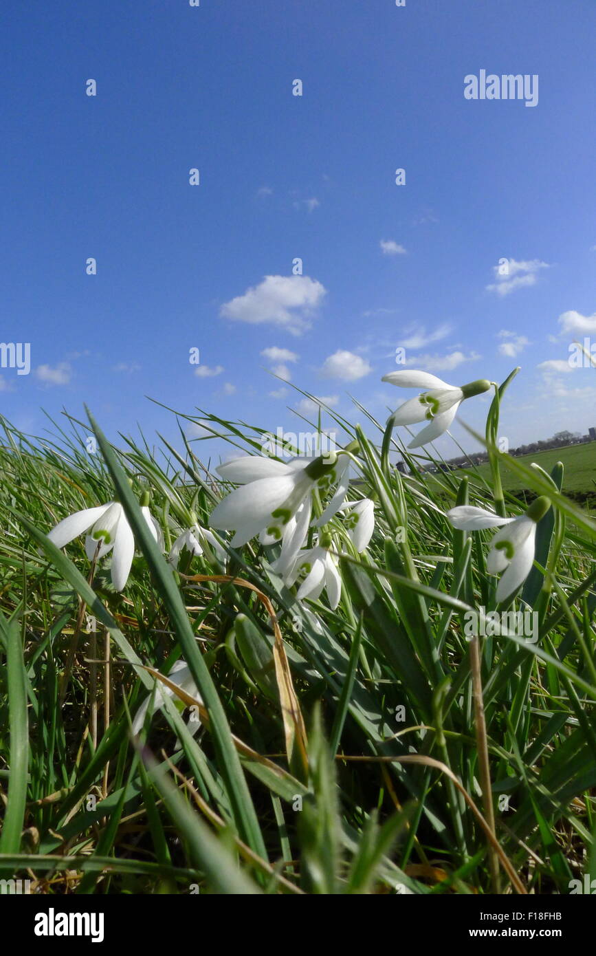 snowdrops in grass field with blue sky Stock Photo - Alamy