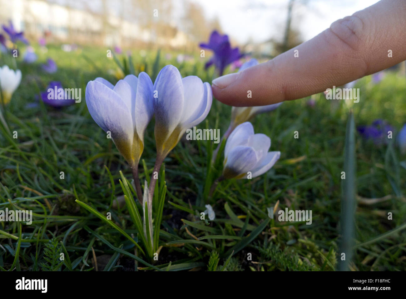 finger pointing to Crocus flower in grass Stock Photo - Alamy