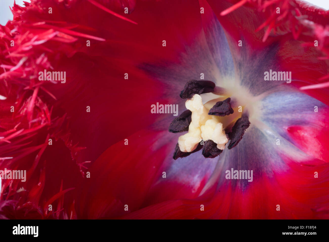 red tulip with blue heart and cartels Stock Photo - Alamy