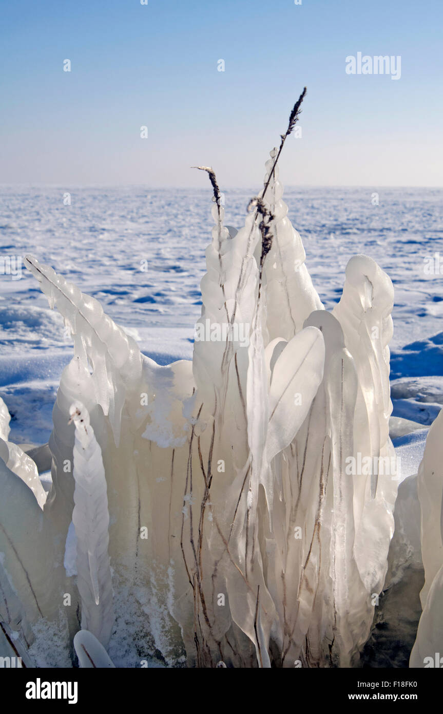 frozen reed winter landscape with ice, The Netherlands Stock Photo - Alamy