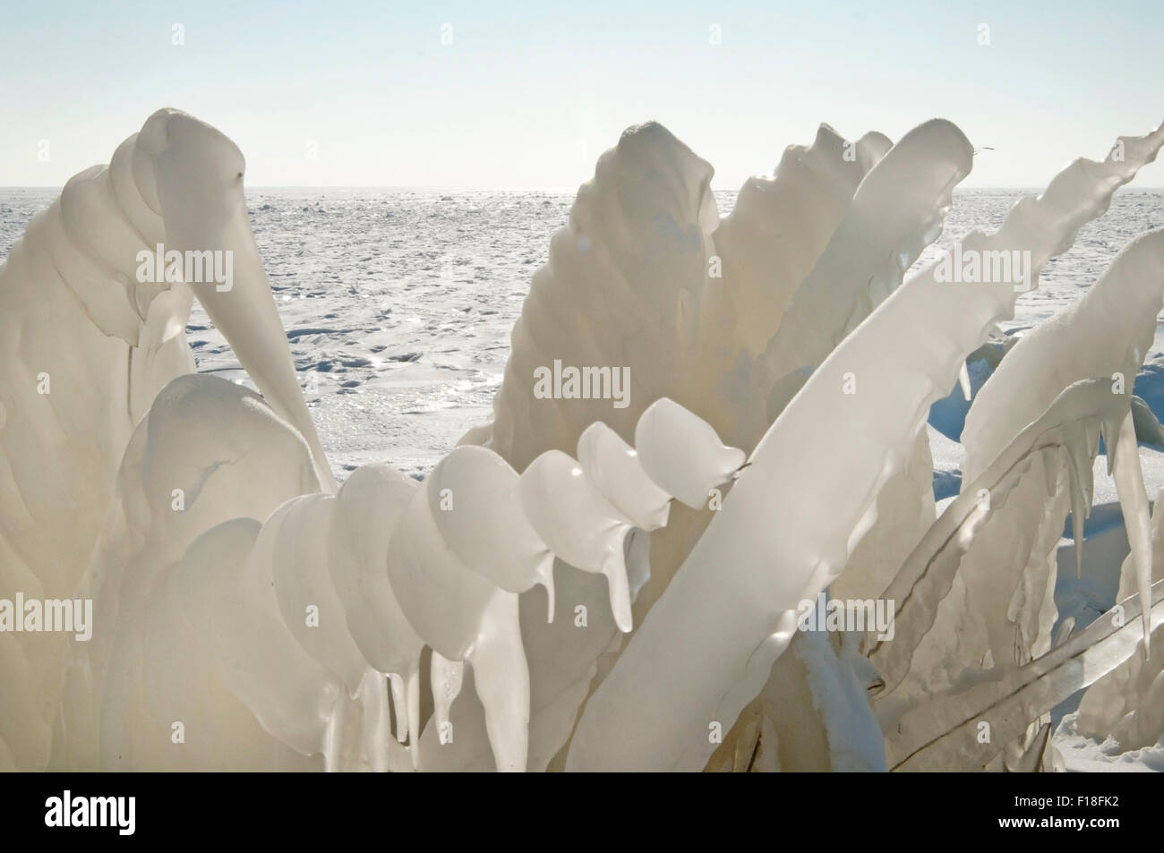 frozen reed winter landscape with ice, The Netherlands Stock Photo - Alamy