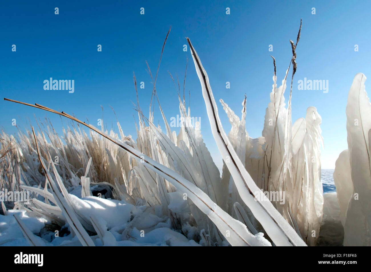 frozen reed winter landscape with ice, The Netherlands Stock Photo - Alamy