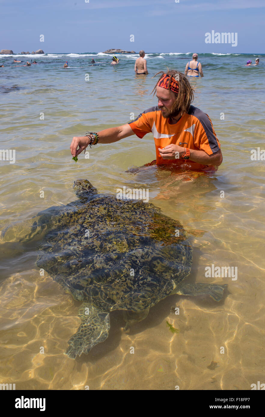 Hawksbill sea turtle florida hi-res stock photography and images - Alamy