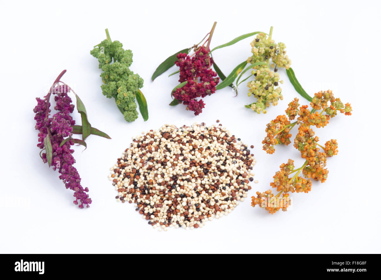 Quinoa plant hi-res stock photography and images - Alamy