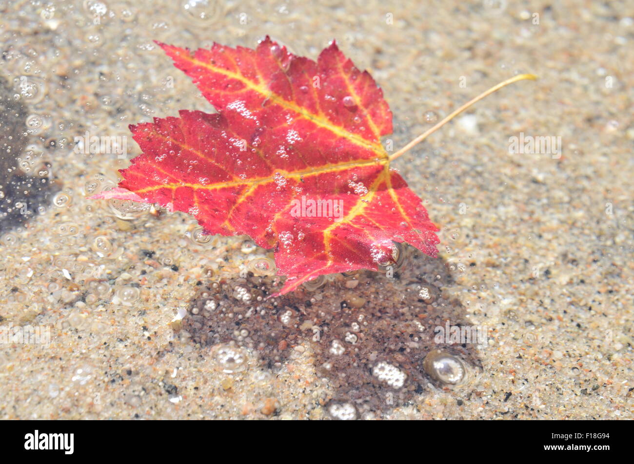 autumn maple leafs, Canada Stock Photo - Alamy
