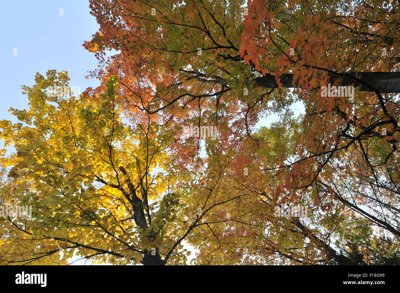 autumn maple leafs, Canada Stock Photo - Alamy
