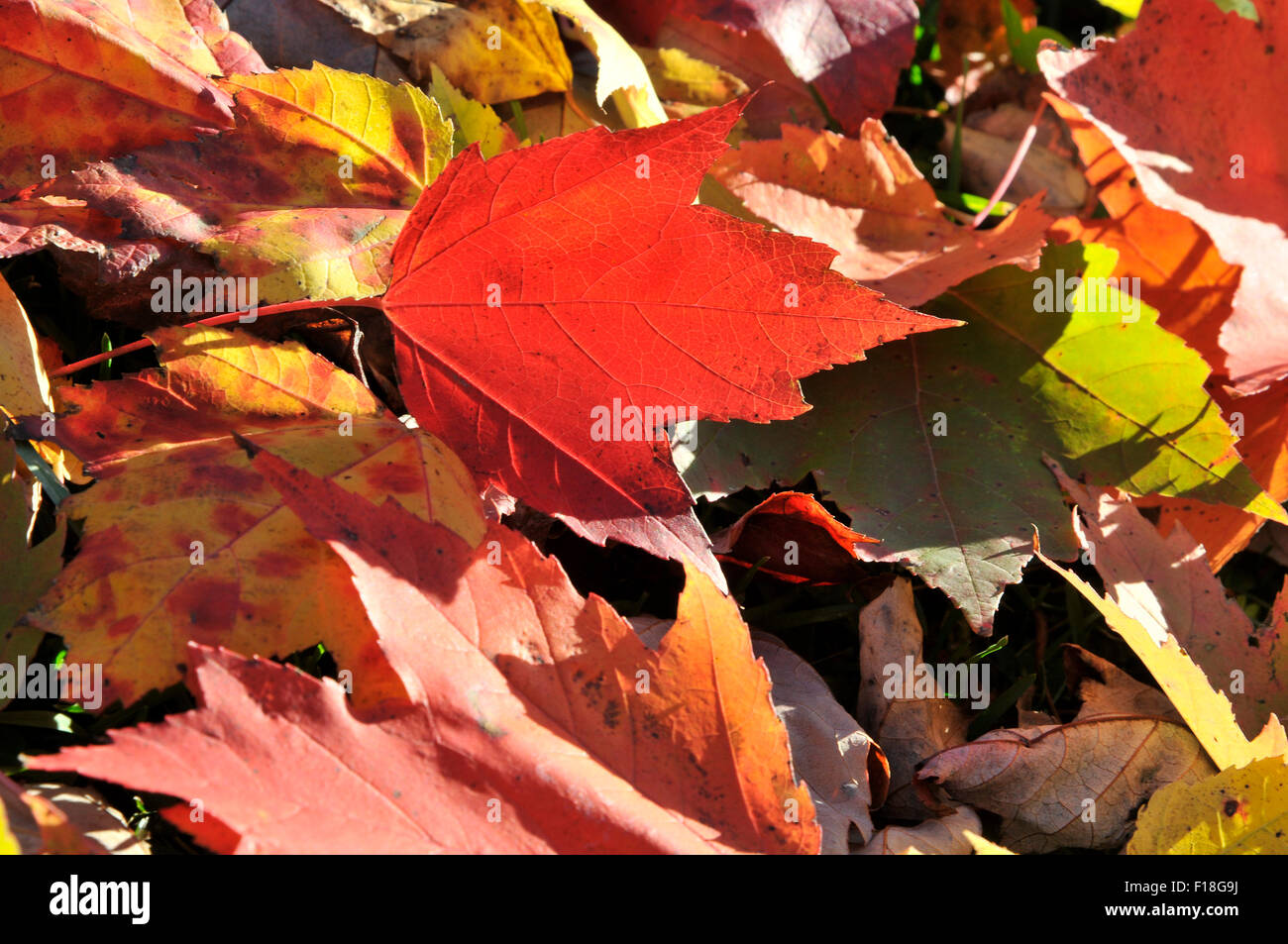 autumn maple leafs, Canada Stock Photo - Alamy