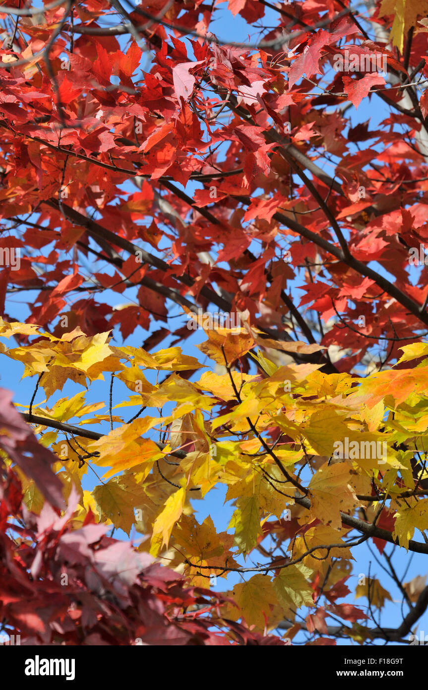 autumn maple leafs, Canada Stock Photo - Alamy
