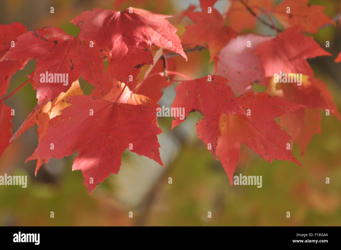 autumn maple leafs, Canada Stock Photo - Alamy