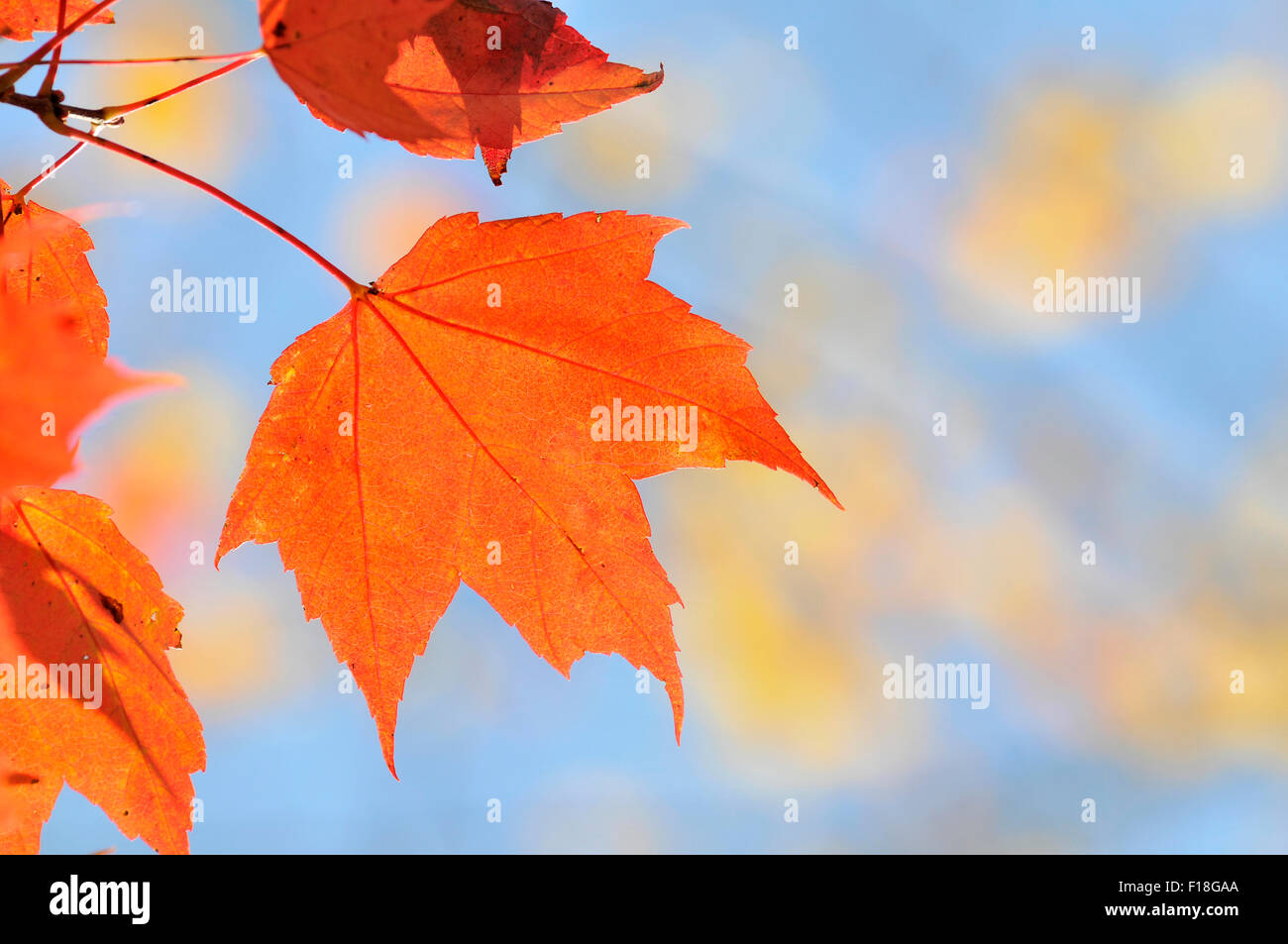 Sugar maple tree fall hi-res stock photography and images - Alamy