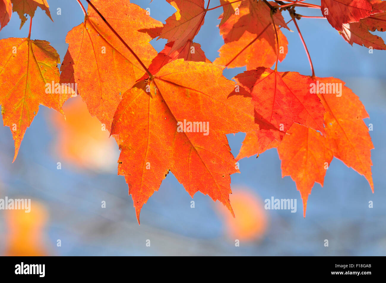 autumn maple leafs, Canada Stock Photo - Alamy