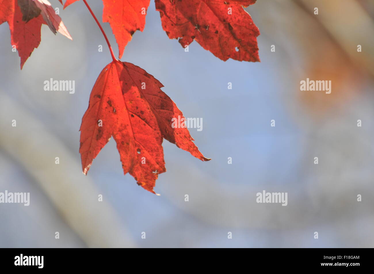autumn maple leafs, Canada Stock Photo - Alamy