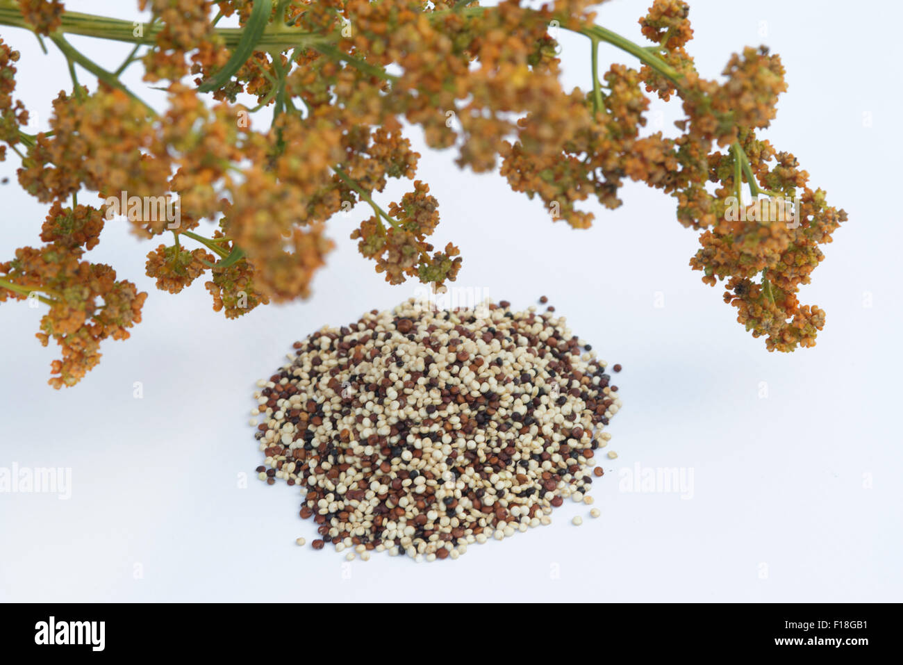 quinoa mix isolated on white background Stock Photo - Alamy