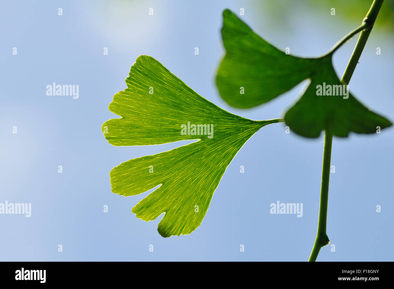 Ginko biloba green leaf closeup hi-res stock photography and images - Alamy