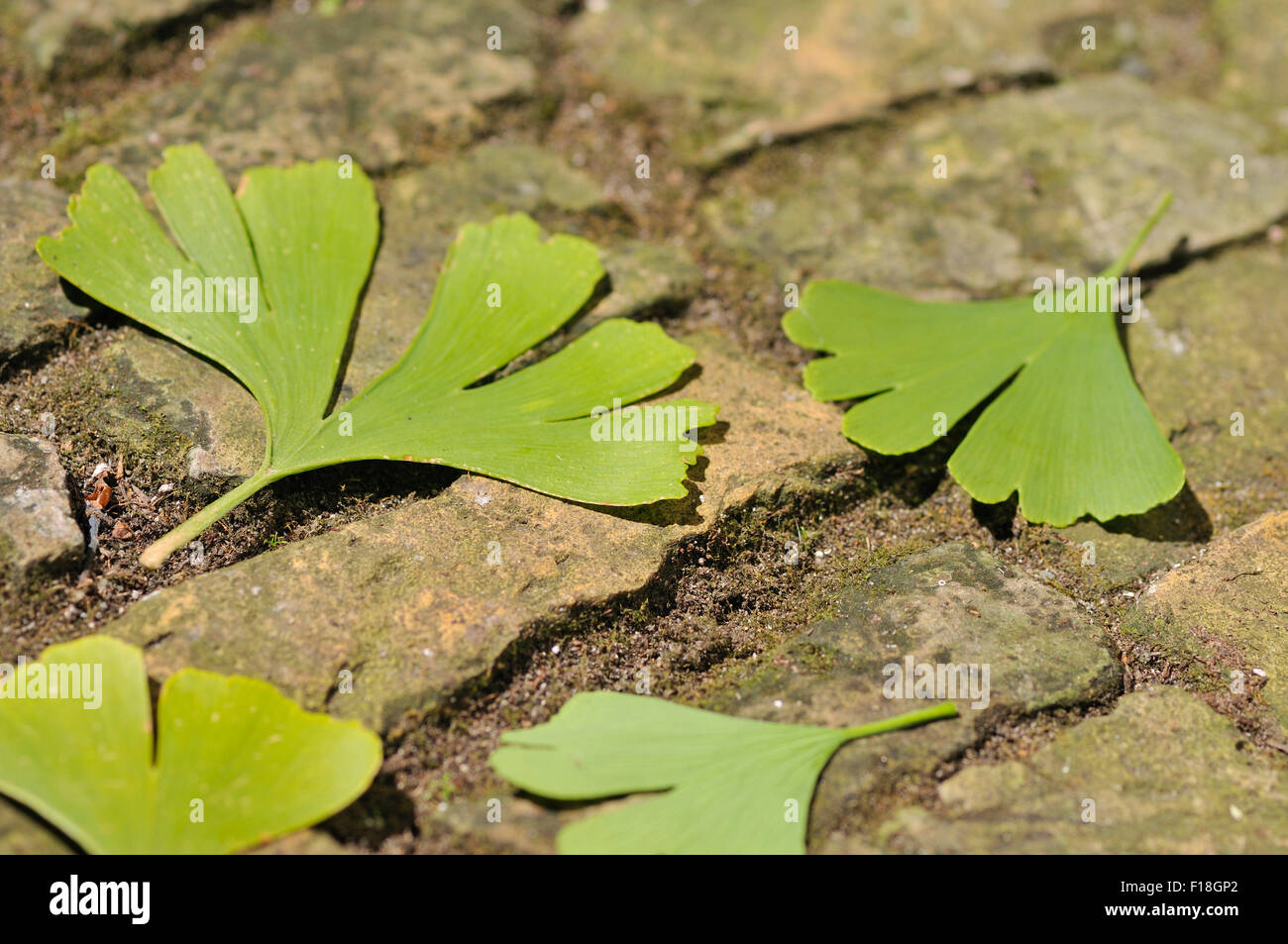 Ginko tree street hi-res stock photography and images - Alamy