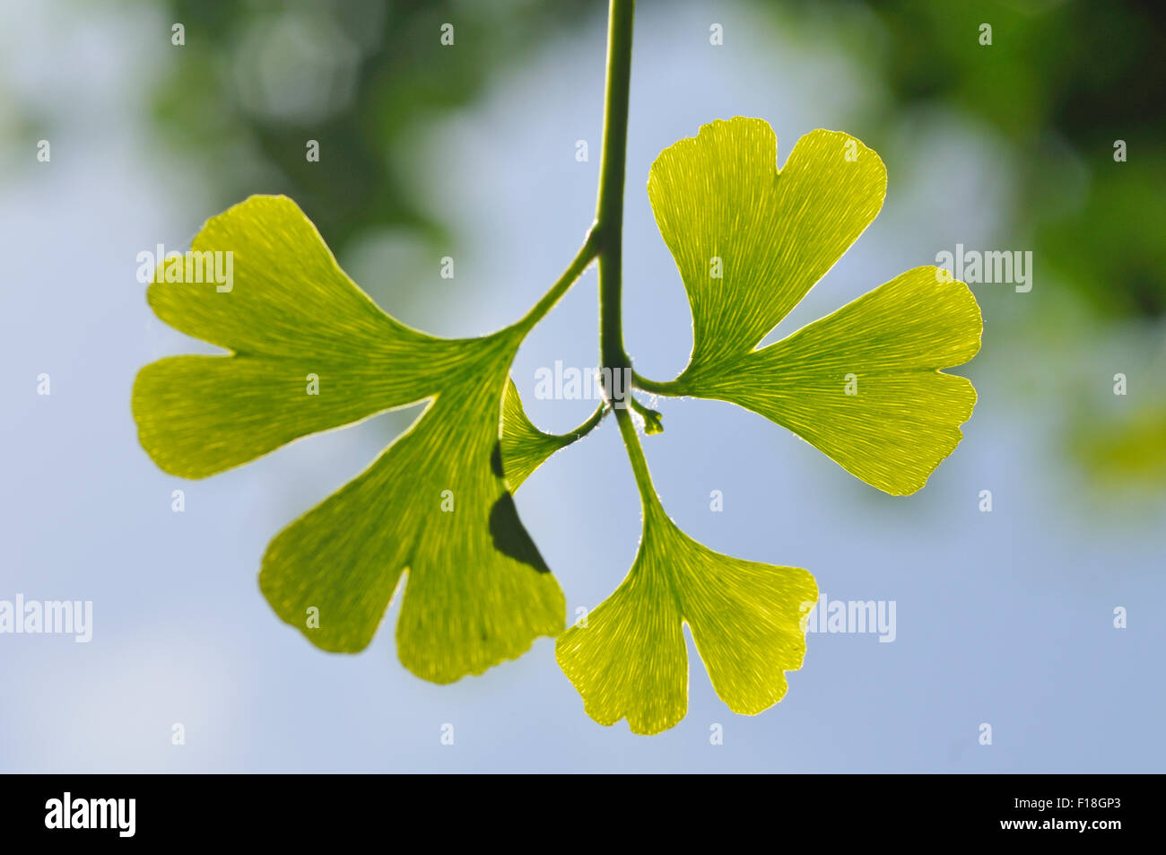 Ginkgo biloba closeup on tree Stock Photo - Alamy