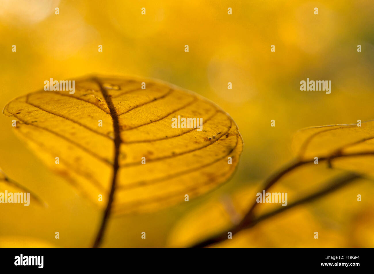 close-up autumn leaf Stock Photo - Alamy
