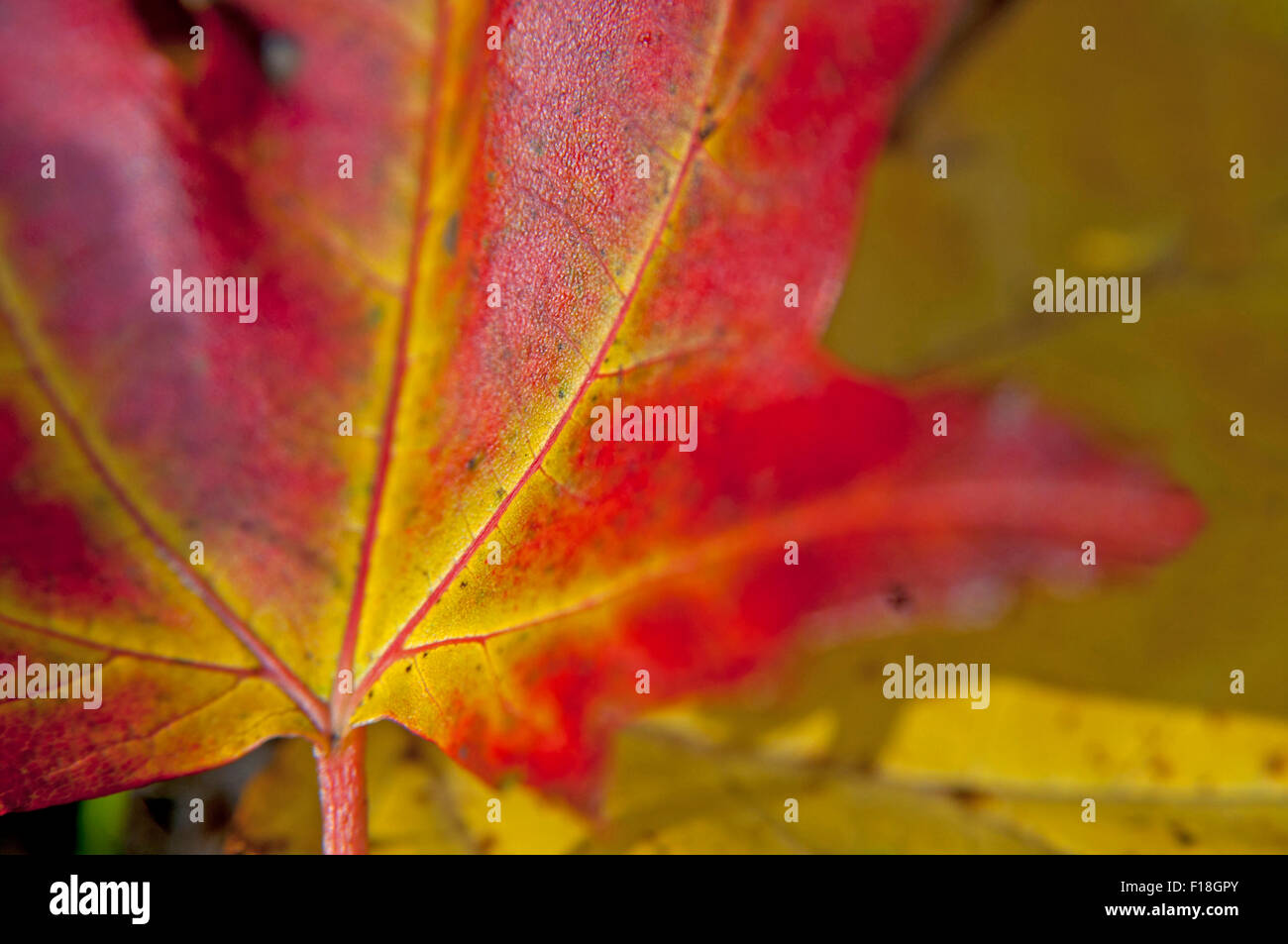 autumn maple leafs, Canada Stock Photo - Alamy