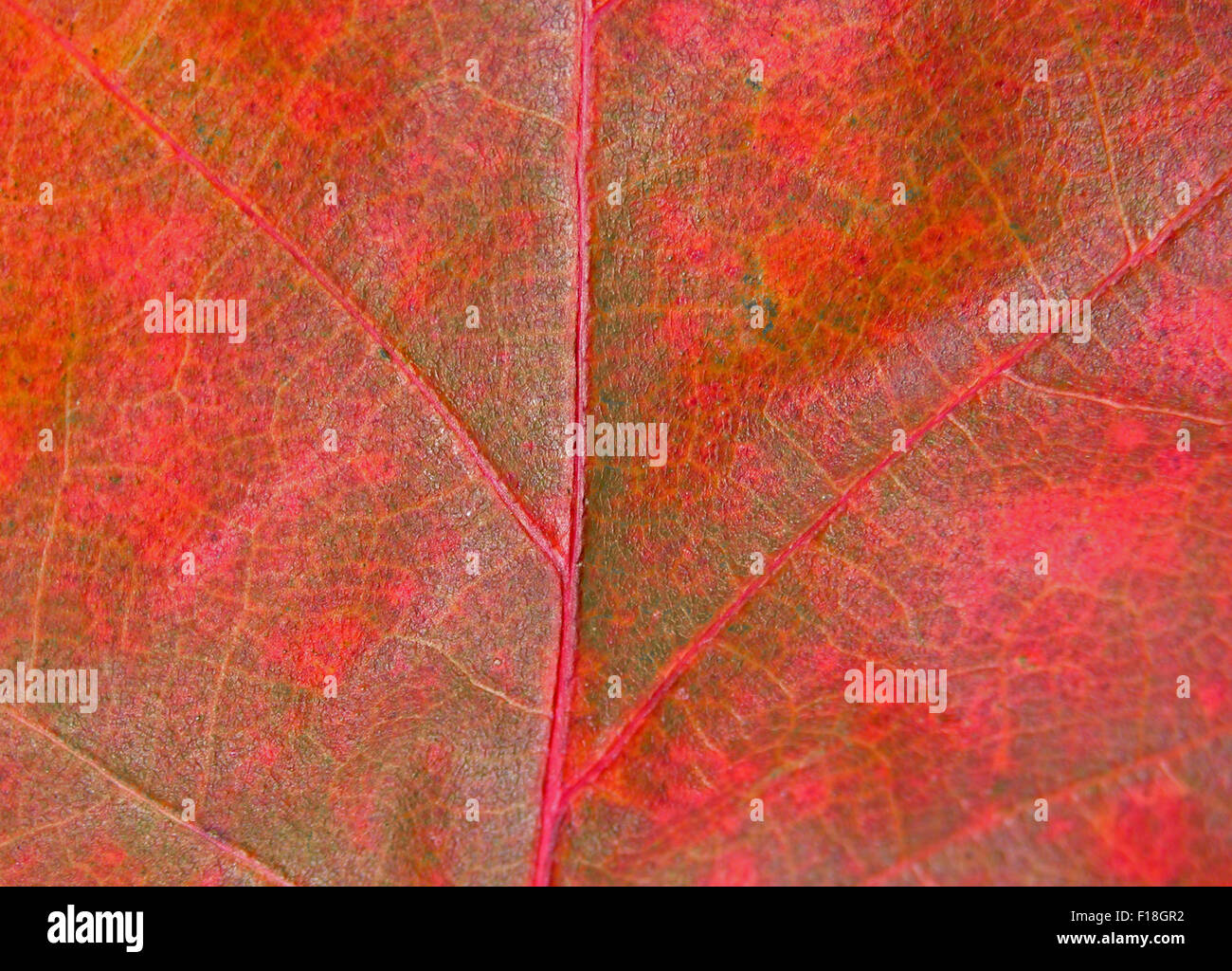 close-up autumn leaf Stock Photo - Alamy