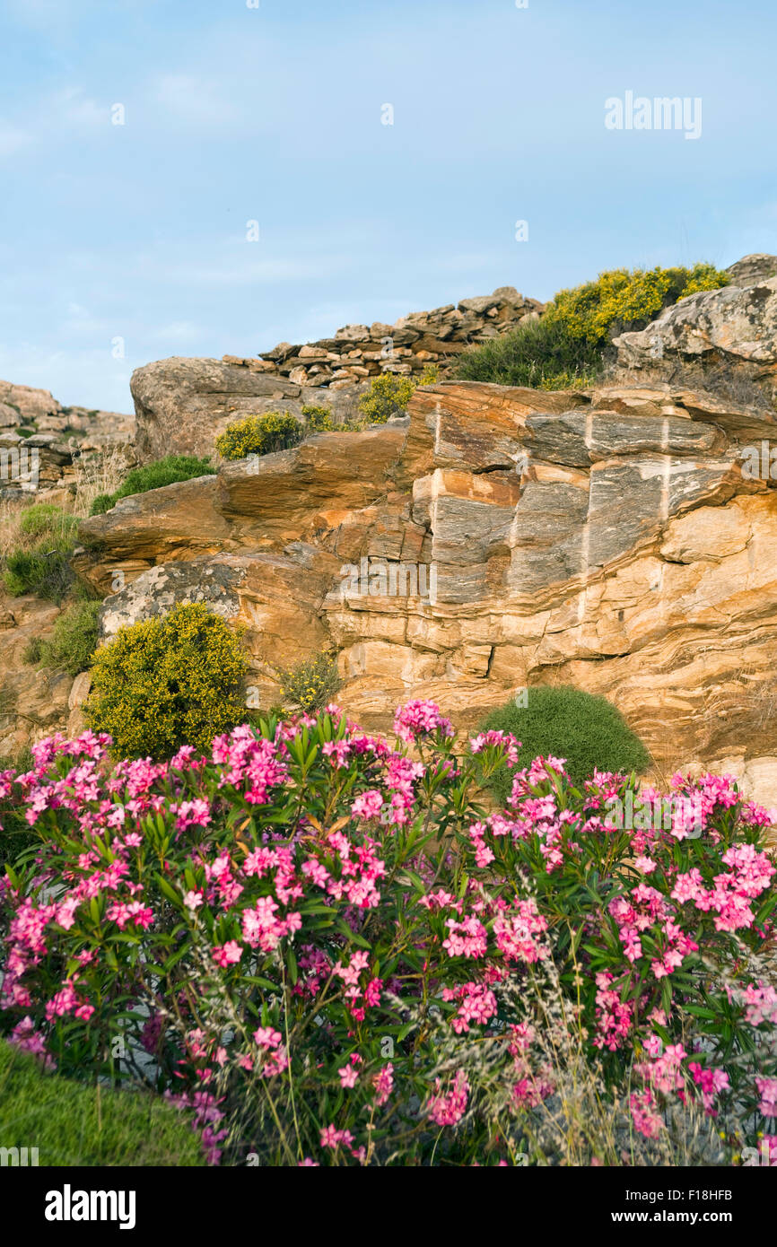 Oleander nerium oleander greece europe hi-res stock photography and ...