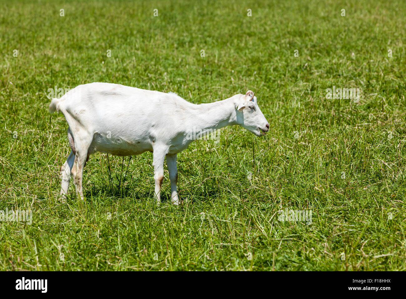 goat walks on the field in the sun Stock Photo - Alamy