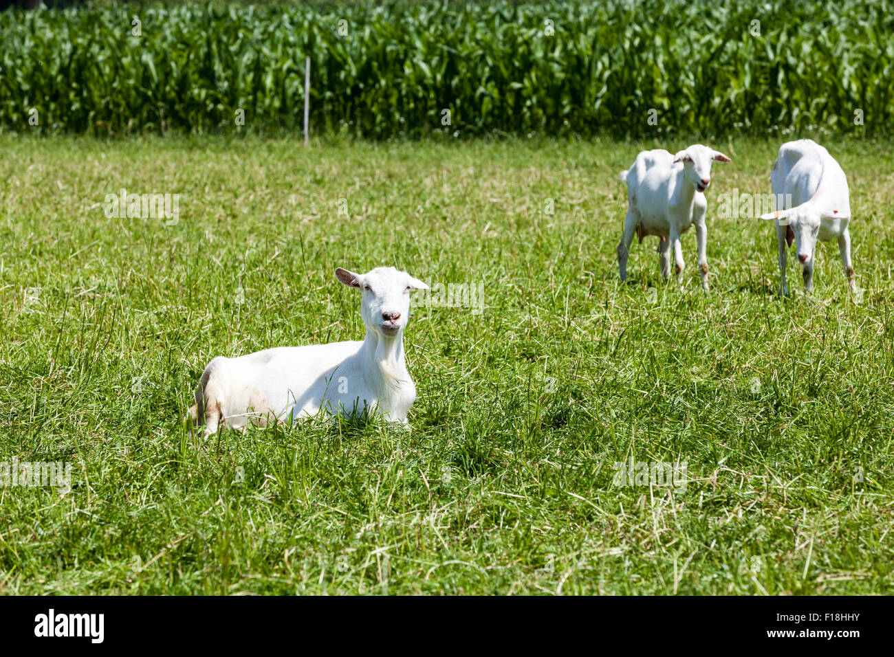 goat lie down on the field in the sun Stock Photo - Alamy