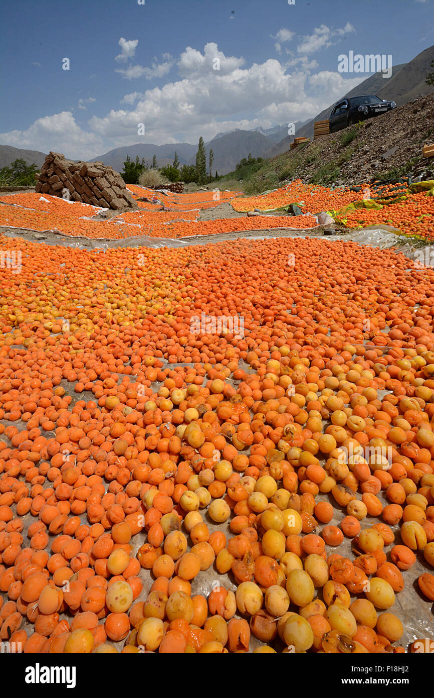 Apricots drying in the sun. Tajikistan Collection Stock Photo - Alamy