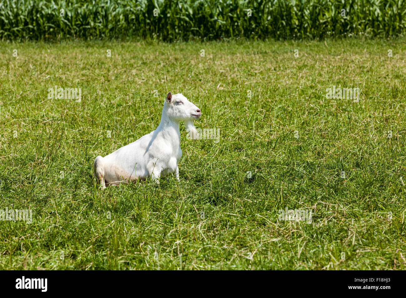 goat walks on the field in the sun Stock Photo - Alamy