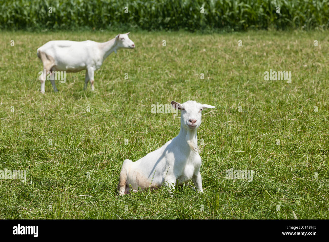 goat walks on the field in the sun Stock Photo - Alamy