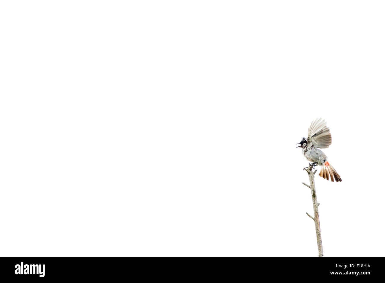 an Sooty-headed bulbul is a tree top to the call and to spread its ...