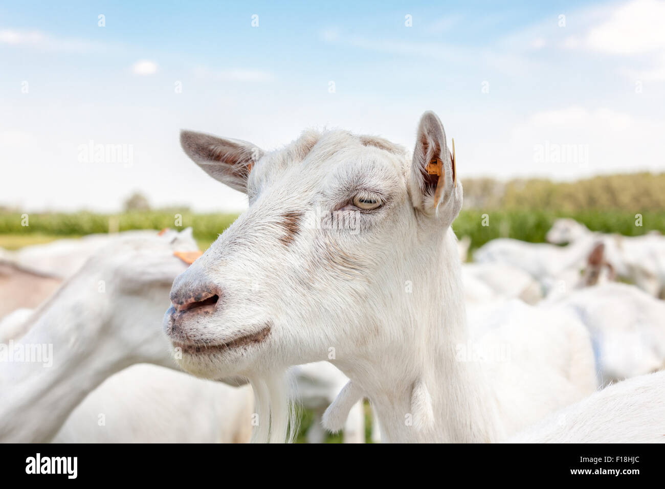 goats walks on the field in the sun Stock Photo - Alamy