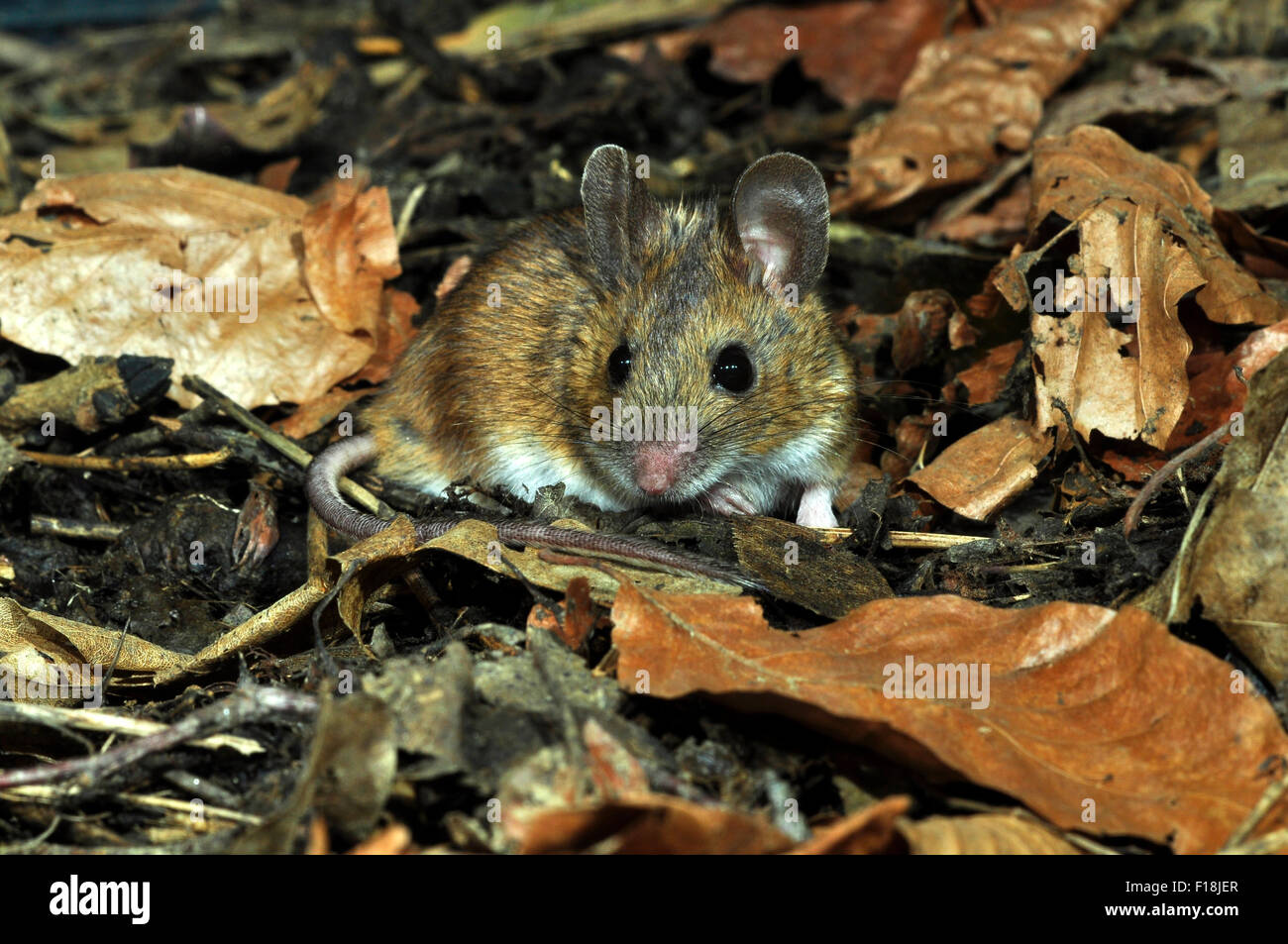Big mouse hi-res stock photography and images - Alamy