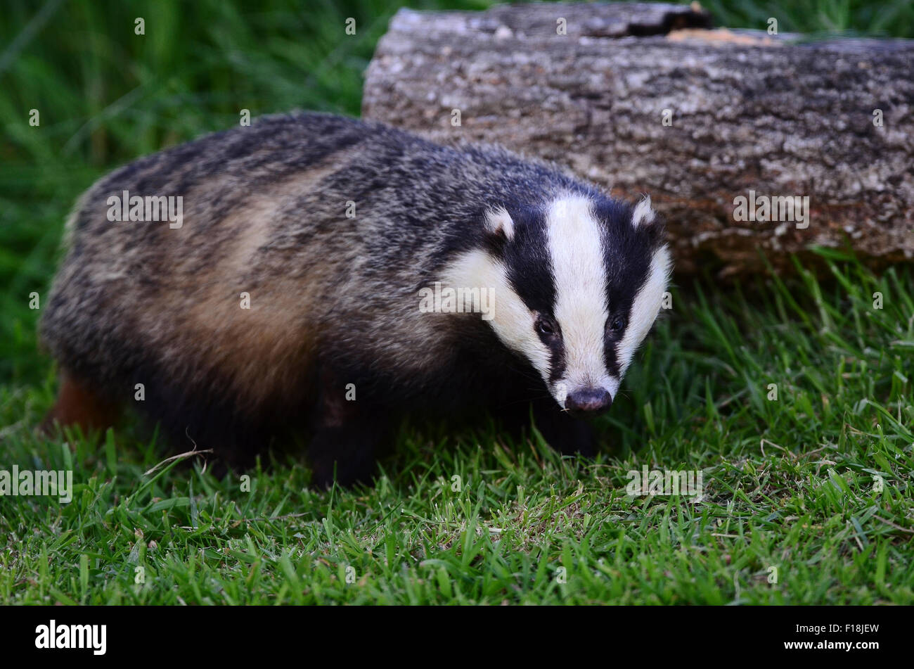 A badger in a green grass field by a log UK Stock Photo - Alamy