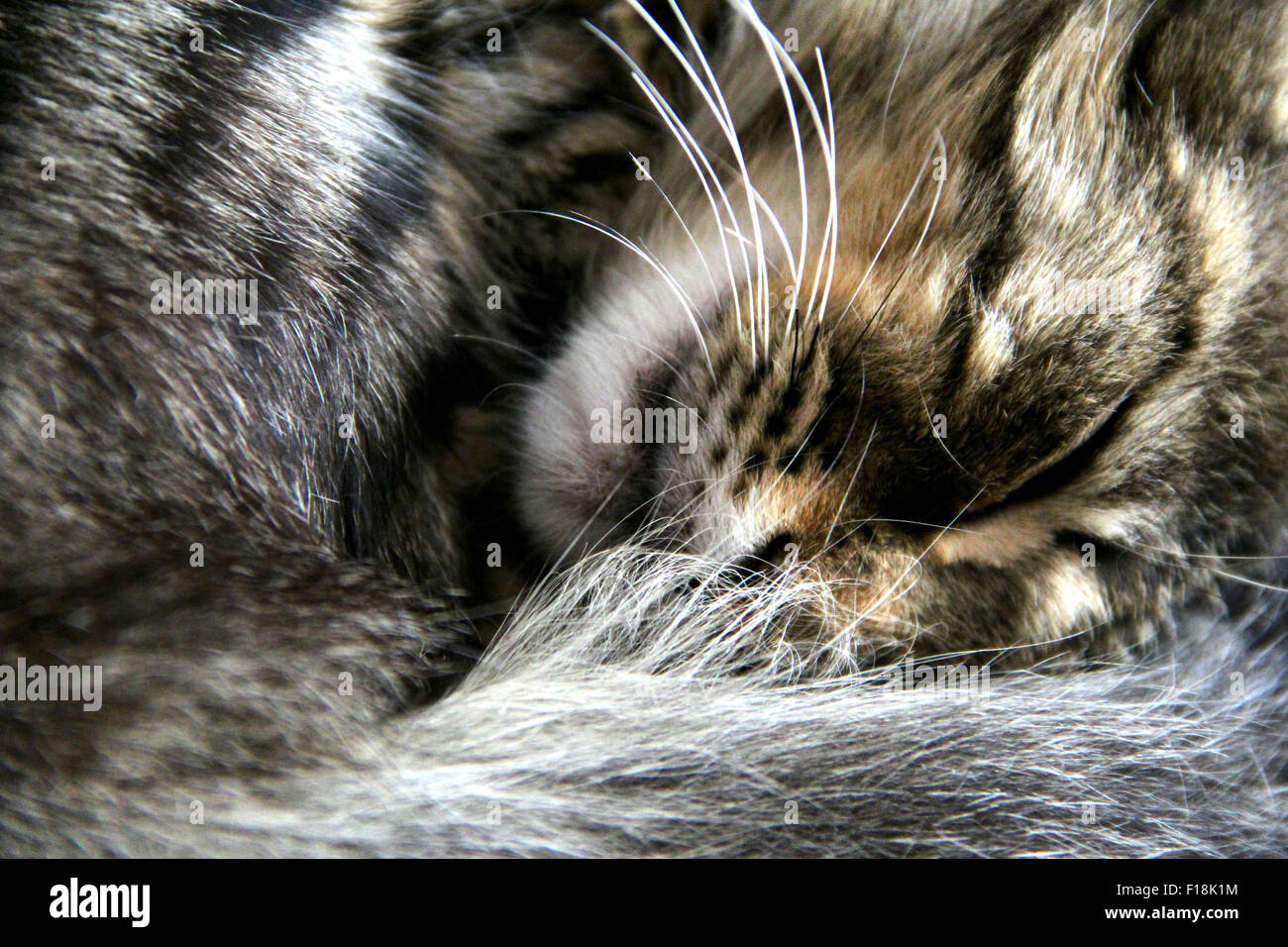 big cat sleep and tail nose closed Stock Photo - Alamy