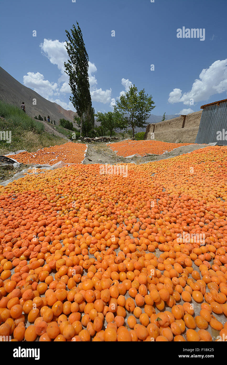 Apricot farming Tajikistan collection Stock Photo - Alamy