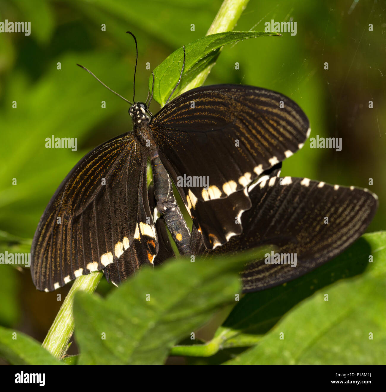 Common Mormon Butterflies Mating Stock Photo - Alamy