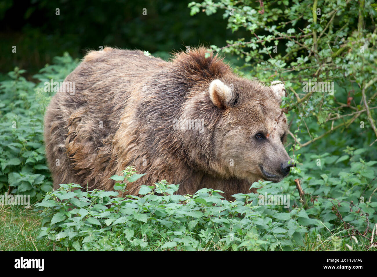 A Eurasian Brown Bear in the woods Stock Photo - Alamy