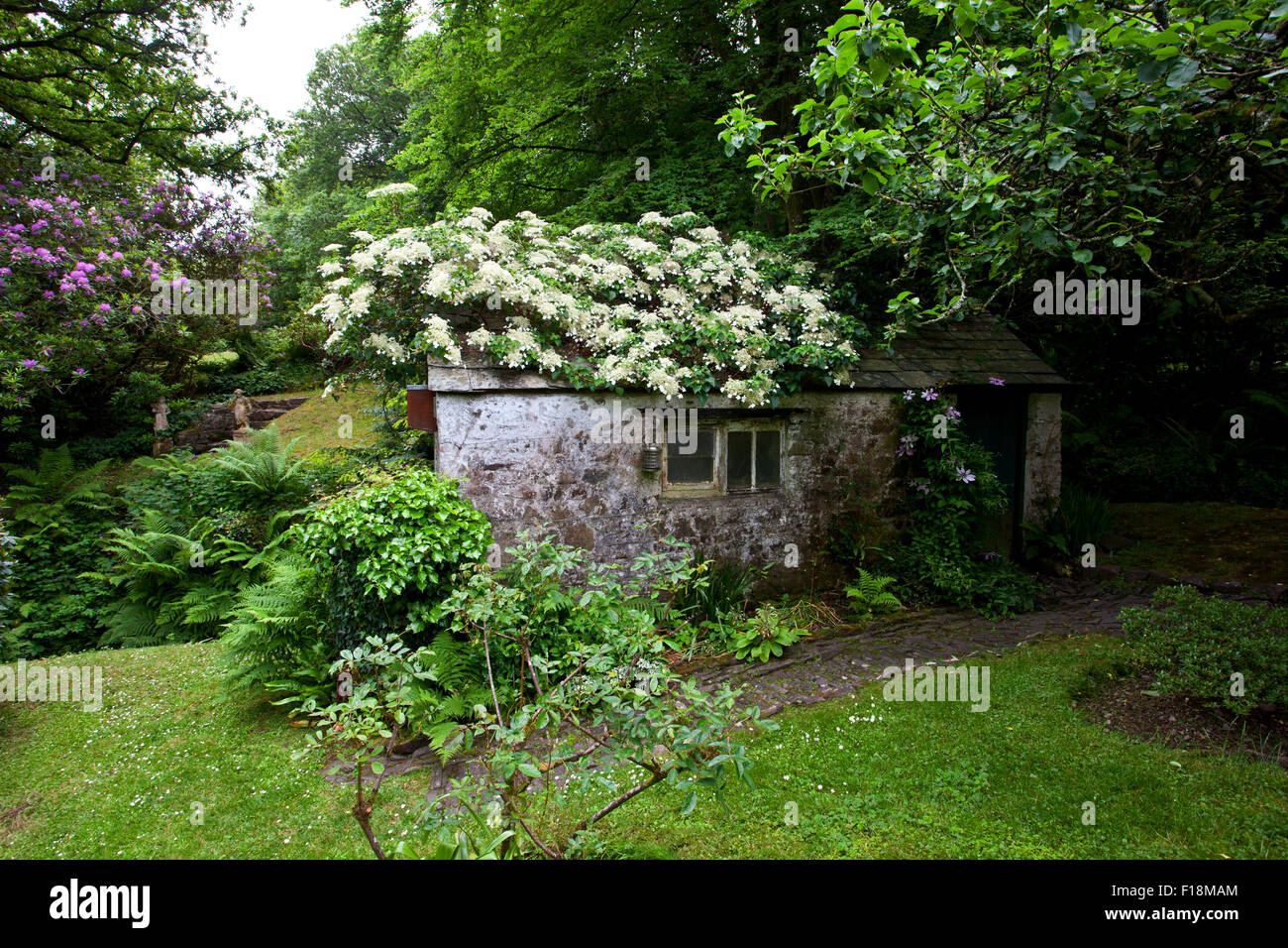 An shady outbuilding with roof covered by a climbing plant at Docton ...