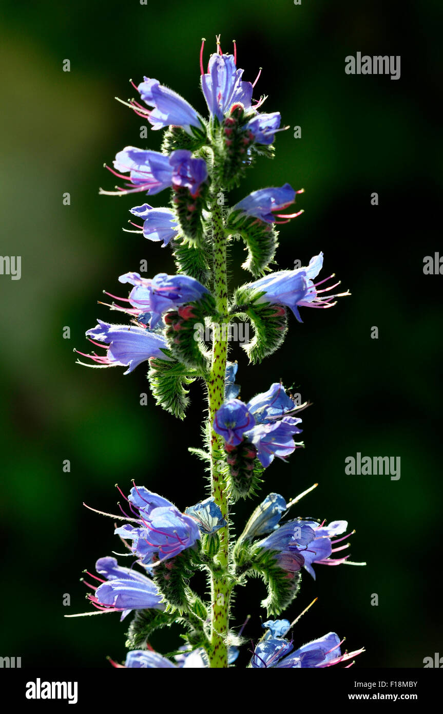 Vipers bugloss hi-res stock photography and images - Alamy