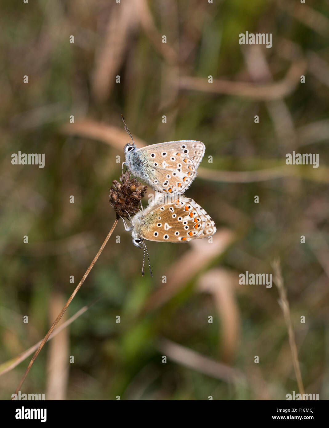 two adonis blue butterflies feeding Stock Photo - Alamy