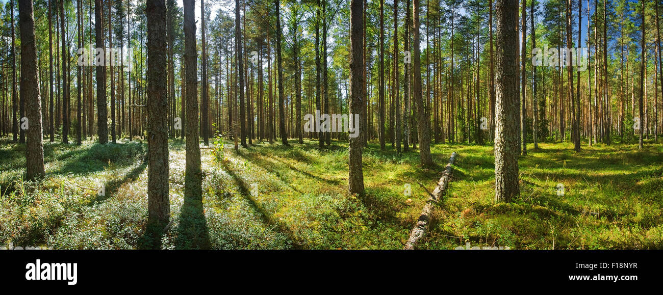Lahemaa national park forest Stock Photo - Alamy